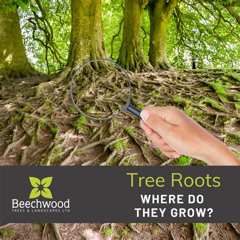 Where Do Tree Roots Grow — Beechwood Trees And Landscapes