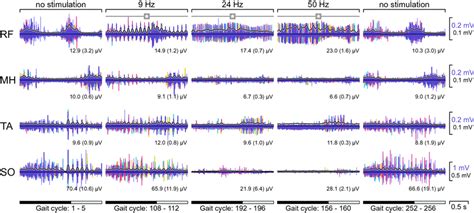Emg Signals Of Five Consecutive Gait Cycles For Select Stimulation Download Scientific Diagram