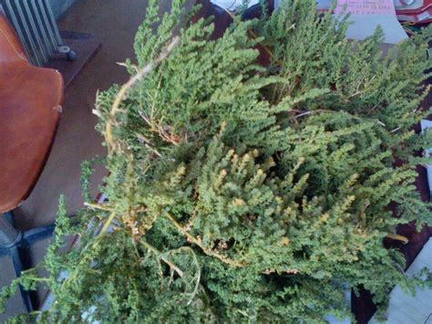Животът с Народна медицина Днес брах огниче Знам си находище и си