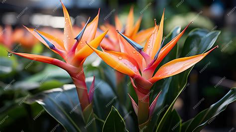 Premium Photo Botanical Varieties Of Strelitzia Flowers Flower Garden