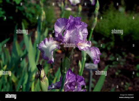 Bearded Iris Iris Dancers Veil Iridaceae Sissinghurst Castle