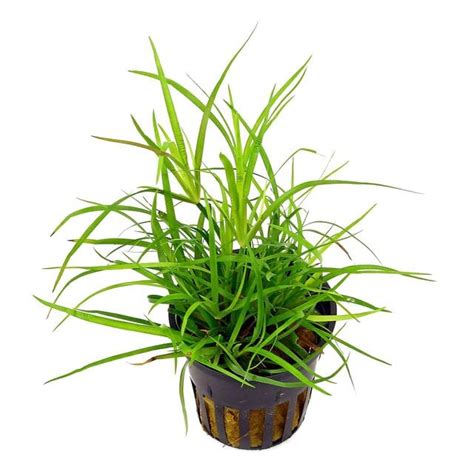 Juncus Repens V Aqua