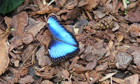 Free Photo Blue Butterfly Blue Butterfly Delicate Free Download