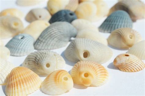 Craft Shells Seashells With Holes All Things Coastal By Seagypsys