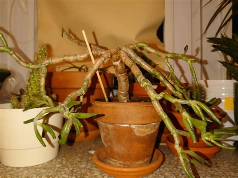 My Gollum Jade Is Droopy And Has A Mushy Stem Rsucculents