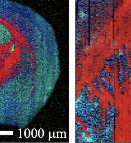 T Spesiのレビュー論文が発表されました 大阪大学 質量分析グループ