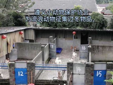 遵义小动物保护协会捡爱小院义工变废为宝，为小动物制作过冬小窝人不如狗系列腾讯视频