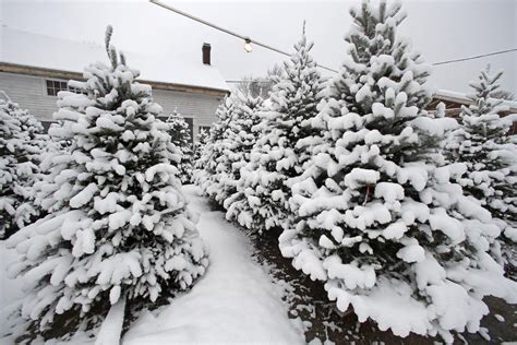 Christmas Tree Farm Winter