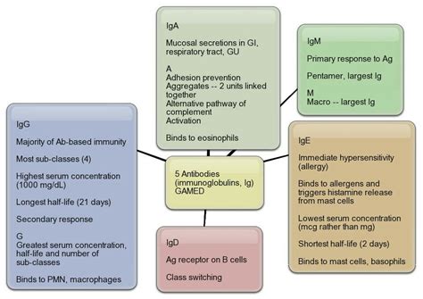 Immunoglobulin Types And Functions Flow Chart