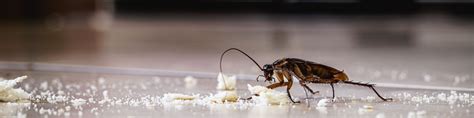 Cockroach Control In Charleston Sc Local Roach Exterminator