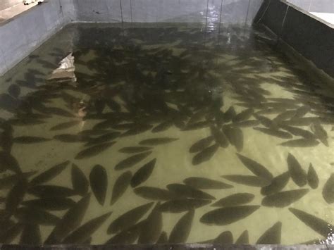 维卓水产 维卓水产养殖 唐山市维卓水产养殖有限公司 唐山市维卓水产养殖有限公司