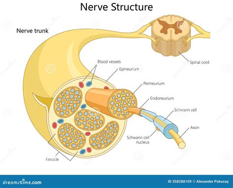 Anatomy Of The Nerve The Nerves Of The Lower Back Stock Image