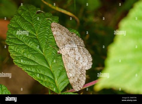 Pale Oak Beauty Moth Hi Res Stock Photography And Images Alamy