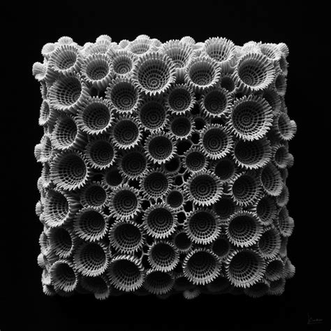 Free Geometric Colony Patterns Image Honeycomb Coral Macro