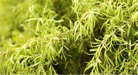 Translator Interpreter Linkedin