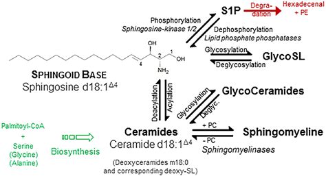 Ceramide And Sphingosine