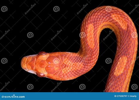 Close Up Of Corn Snake Stock Image Image Of Snake Astrology 27530797
