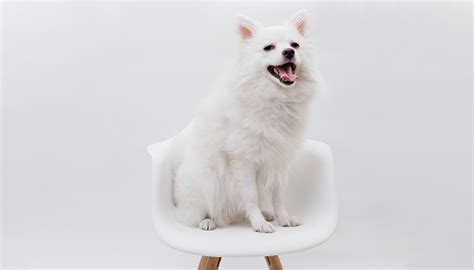 의자에 앉아 있는 매력적인 하얀 포메라니안 강아지의 초상화 회색 배경입니다 텍스트를 위한 공간을 만드십시오 광각 수평 벽지 또는