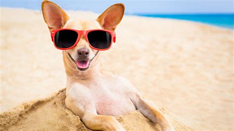 Vacaciones Con Mascotas Todo Lo Que Tenés Que Saber Si Vas A La Playa