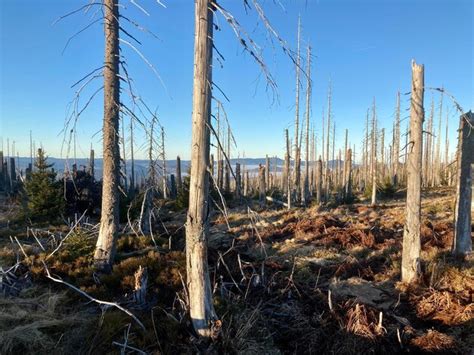 Deforestation Before After Images Free Download On Freepik