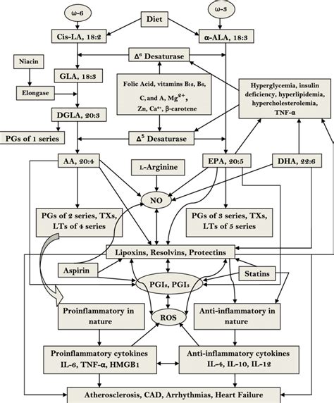 Metabolism Of Essential Fatty Acids And Their Modulation By Various