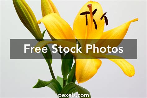 Yellow Lily Stem Photos Download The Best Free Yellow Lily Stem Stock