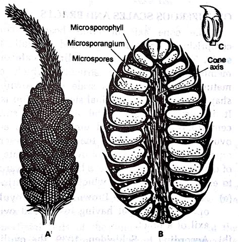 Botanica Gymnosperms