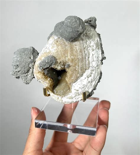 Fossilized Clam With Golden Calcite Fossil Clam Calcite Clam With