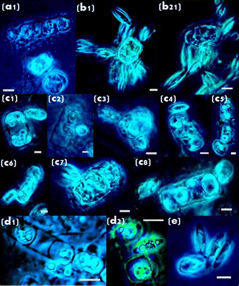 Inter Species Attachment Between Raphid And Araphid Diatoms
