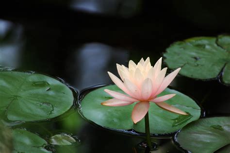 Lone Lily Shutterbug