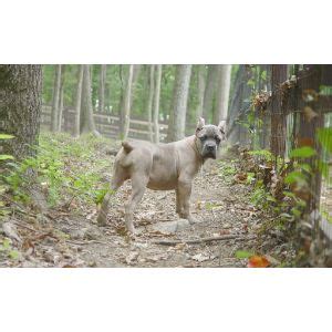 11 Interesting Facts About The Fawn Cane Corso 2024