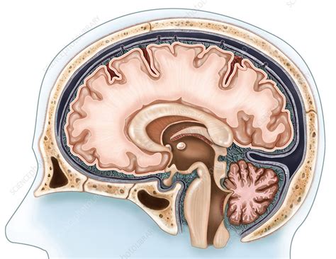 Sagittal Section Of Brain Diagram