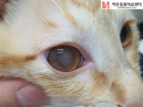고양이 안구의 충혈의 원인이 되는 포도막염 고양이 눈이 탁해요 네이버 블로그