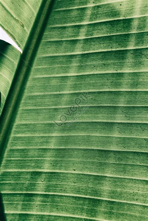 Abstract Texture Of A Green Leaf Illuminated By Light Picture And Hd