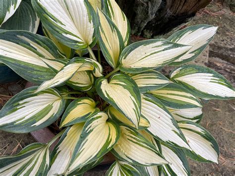 Miniature And Small Hostas Plants For Sale Uk 2 4