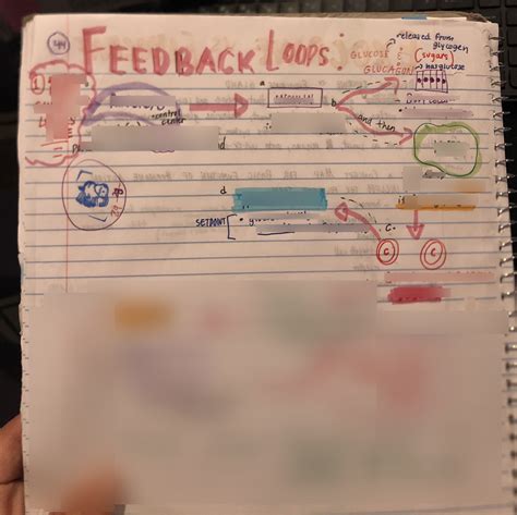 Stimulus 1 Glucose And Glucagon Feedback Loop Diagram Quizlet