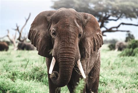 Se Hace Viral Un Elefante Le Exige Una Y Otra Vez A Su Cuidador Que