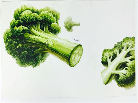 개체표현 브로콜리 입시미술 질감표현 미대입시 성북창아 색감 Coloring Drawing 기초디자인 기초