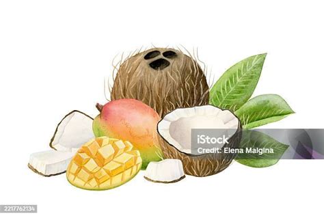 잘 익은 망고와 코코넛 잎 수채화 그림 흰 배경에 고립 여름 음식 디자인을 위한 열대 이국적인 과일 손으로 그린 사실적인 스케치 0명에 대한 스톡 벡터 아트 및 기타 이미지