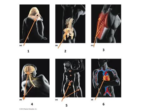 PPT Chapter PowerPoint Presentation Free Download ID