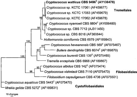 Phylogenetic Tree Showing Placement Of C Watticus Among Related