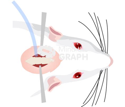 Free Mouse Intragastric Catheter Surgery Superior Icons Symbols