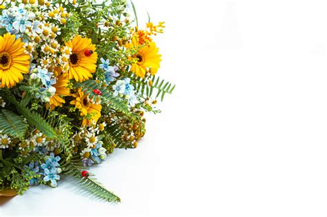 흰색 고립 된 배경에 다양한 여름 야생화의 아름다운 꽃다발 비문에 대한 장소 꽃 0명에 대한 스톡 사진 및 기타 이미지 0명