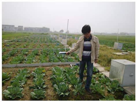 In Season Yield Prediction Of Cabbage With A Hand Held Active Canopy Sensor