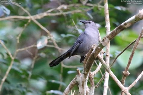 Grey Catbird 1 Alphabetic Order By Nathalie Santa Maria Ref Nasa