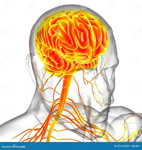 Human Brain Anatomy For Medical Concept 3d Rendering Stock Illustration