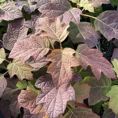 Hydrangea Gatsbys Pink Buy Hydrangea Oakleaf Shrubs Online