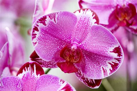 Macro Of Orchid Flower By Stocksy Contributor Chaoshu Li Stocksy