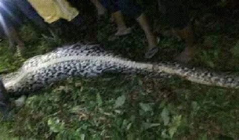 A Missing Woman Was Swallowed Whole By An 8 Meter Long Python