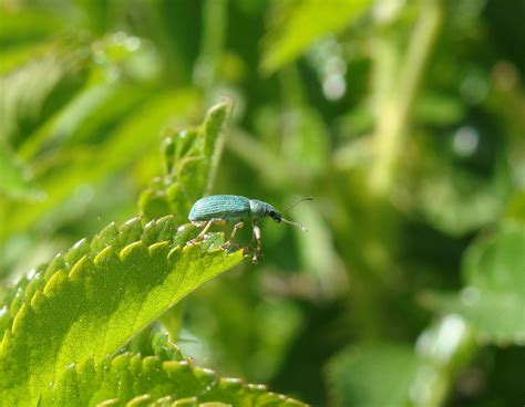 Very Tiny R Weeviltime